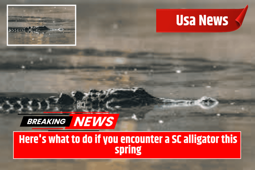 Here's what to do if you encounter a SC alligator this spring