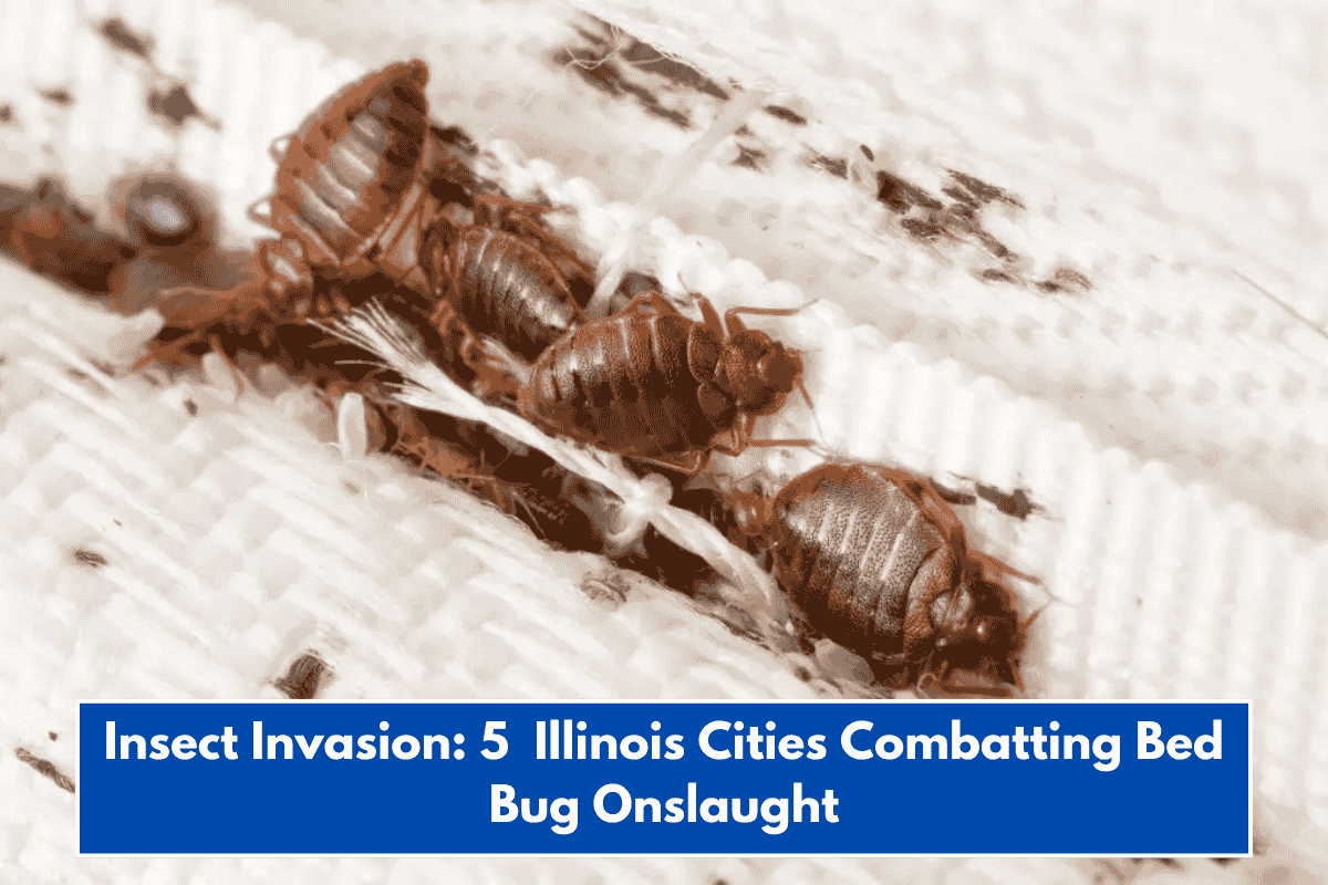 Insect Invasion: 5 Illinois Cities Combatting Bed Bug Onslaught