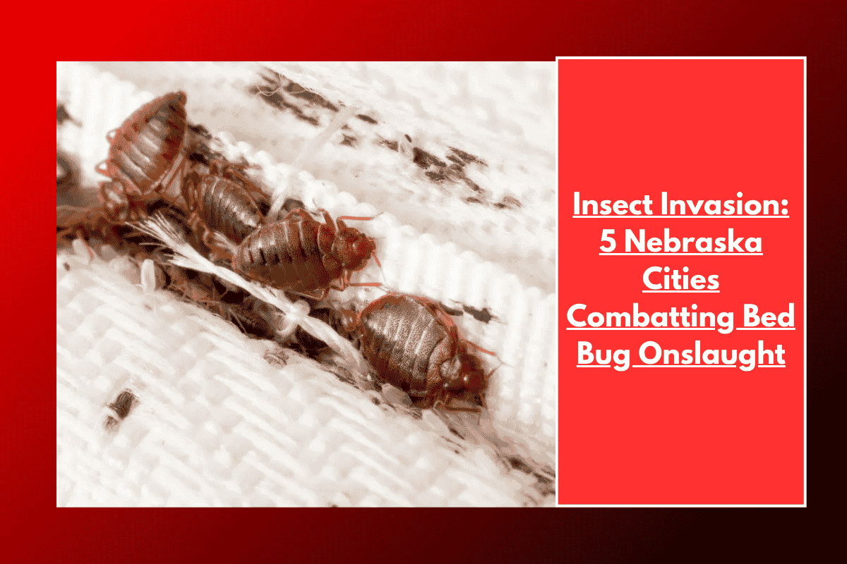 Insect Invasion: 5 Nebraska Cities Combatting Bed Bug Onslaught