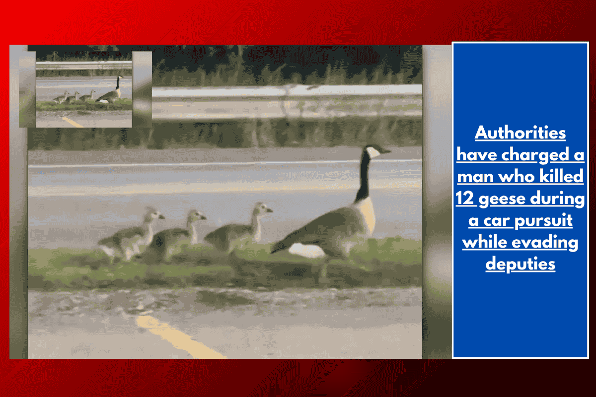 Authorities have charged a man who killed 12 geese during a car pursuit ...