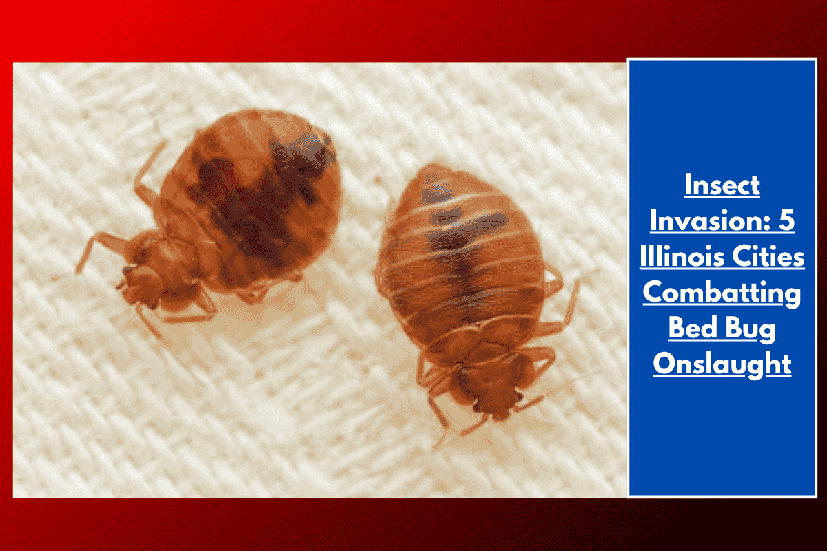 Insect Invasion: 5 Illinois Cities Combatting Bed Bug Onslaught
