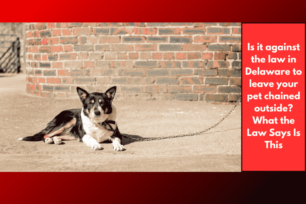 Is it against the law in Delaware to leave your pet chained outside ...
