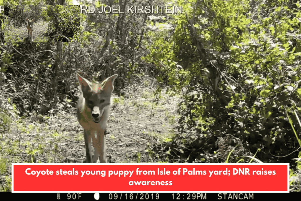 Coyote steals young puppy from Isle of Palms yard; DNR raises awareness