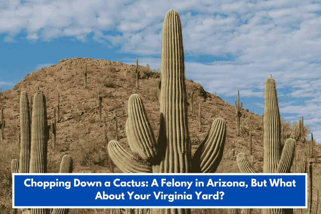Chopping Down a Cactus: A Felony in Arizona, But What About Your ...