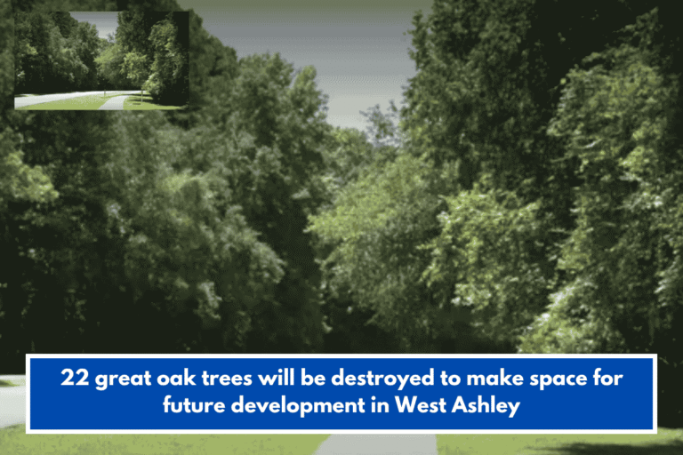 22 great oak trees will be destroyed to make space for future ...